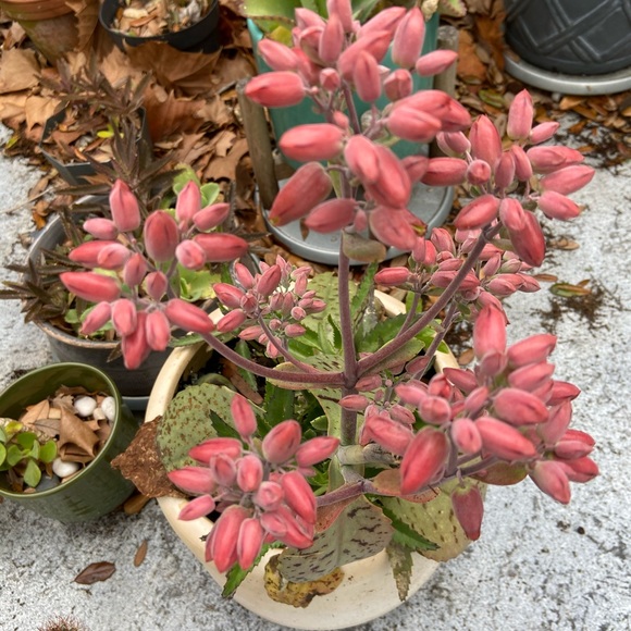 Other | Kalanchoe Donkey Ears Live Succulent Plant | Poshmark